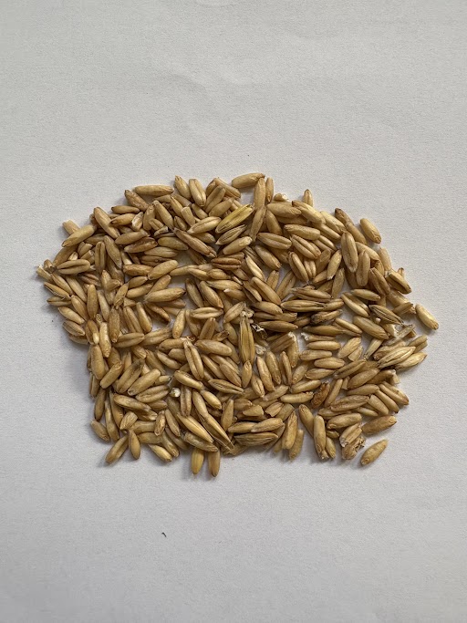 Peeled oats, recleaned - Talianis S.A. - Spices, herbs and aromatic plants